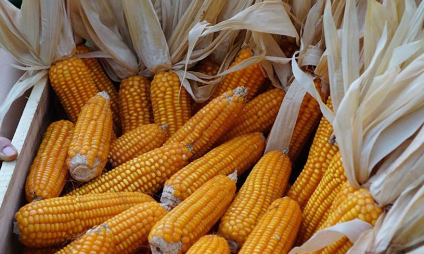 Cheap, high-quality, tax-free corn: Opportunity to restructure supply ...