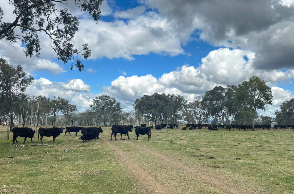 Tay Ninh découvre le modèle moderne d'élevage bovin biologique en Australie