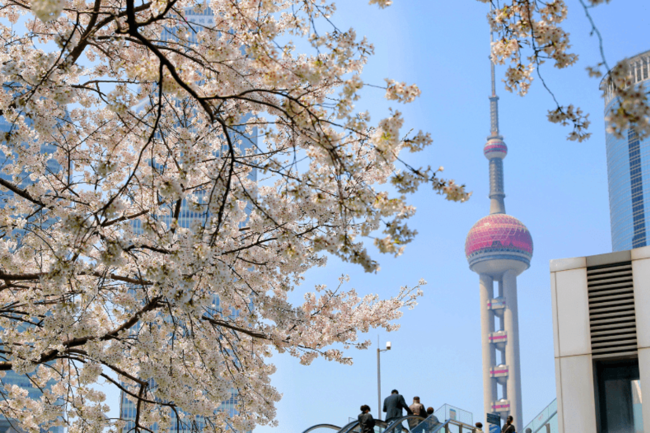 Travel to China in March: Discover the dreamy "Flower Paradise"
