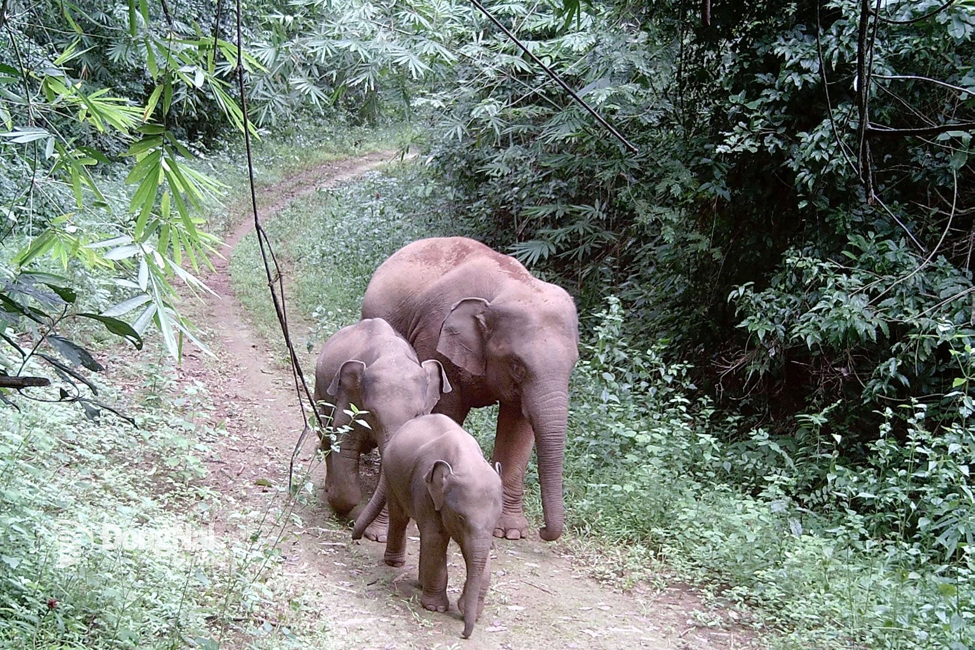 Elephant Conservation Week 2025 takes place in Dong Nai