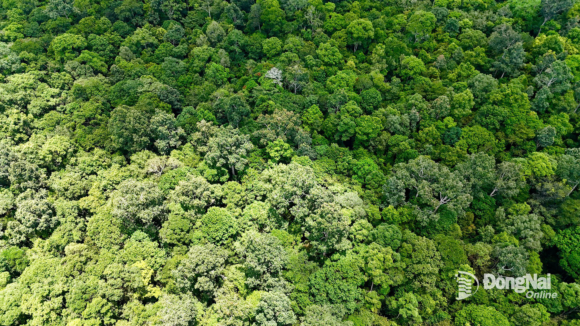 Dong Nai commits to sustainable forest development associated with ...