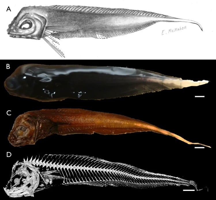 3 new species of snailfish discovered in the Pacific Ocean