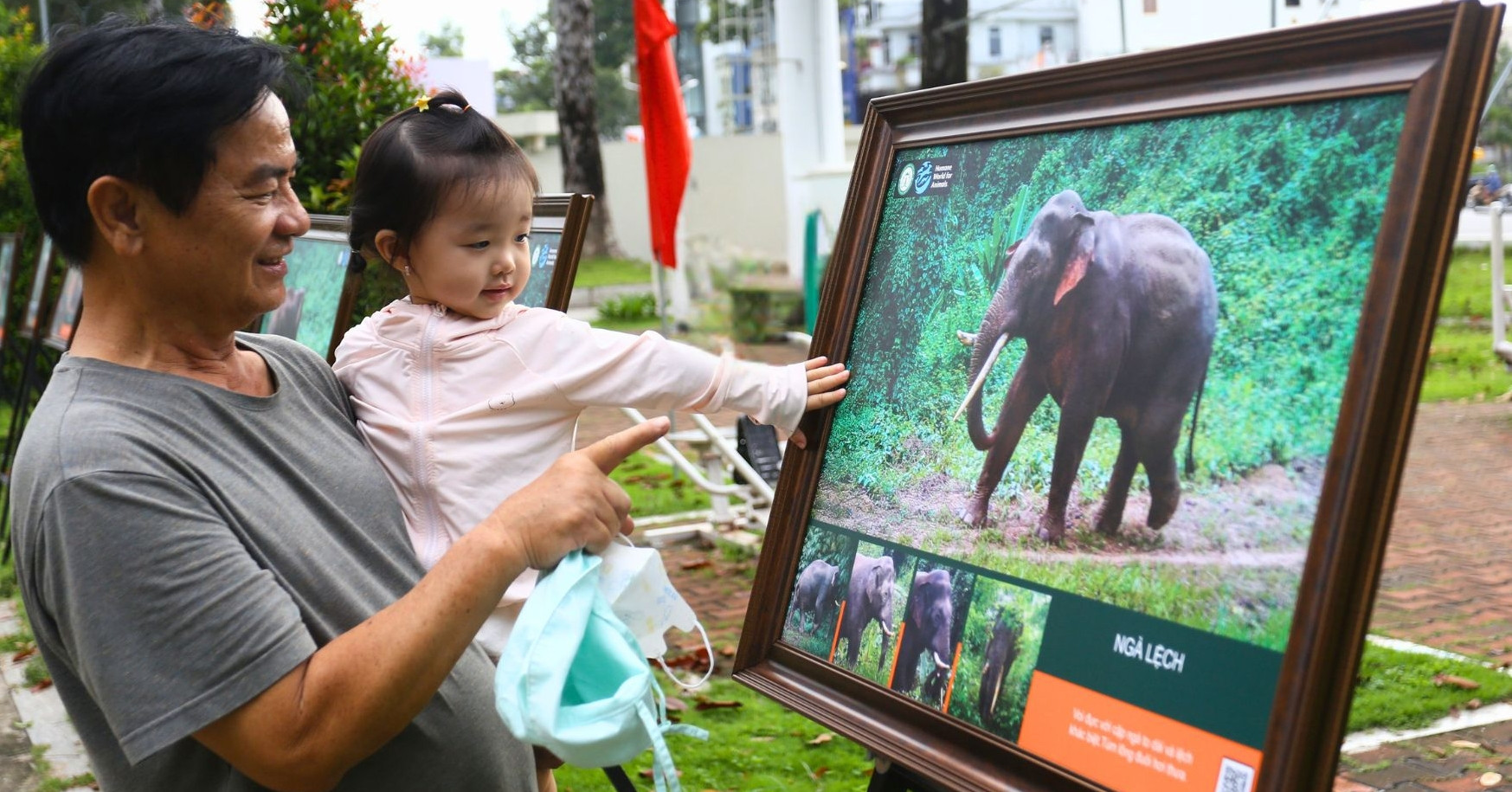 Images reveal the life of elephants in the green forest in Dong Nai