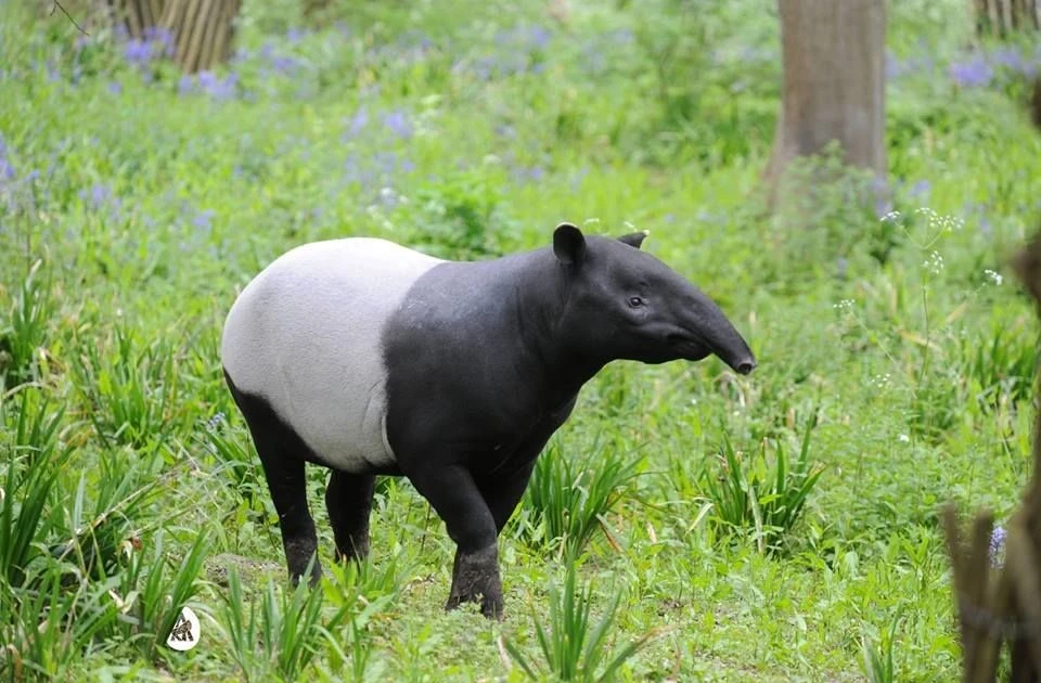 Discover the special extinct tapir species in Vietnam