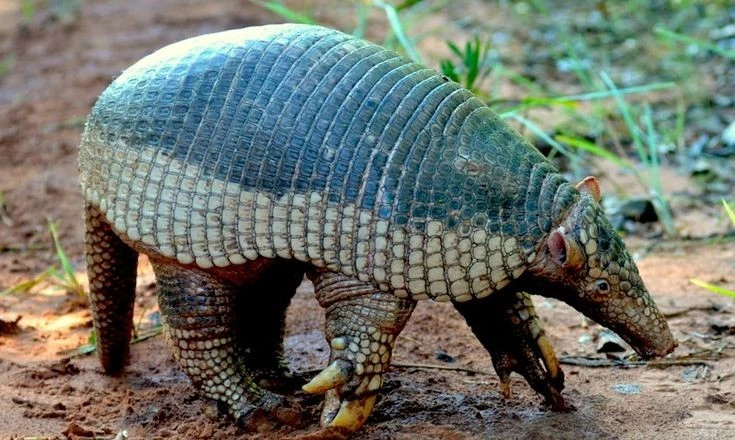 Surprising facts about giant armadillos with 20cm long claws.