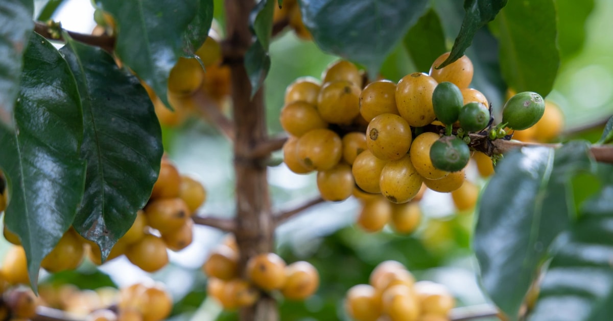 Preço do café hoje, 4 de setembro de 2025: queda devido à perda de ...