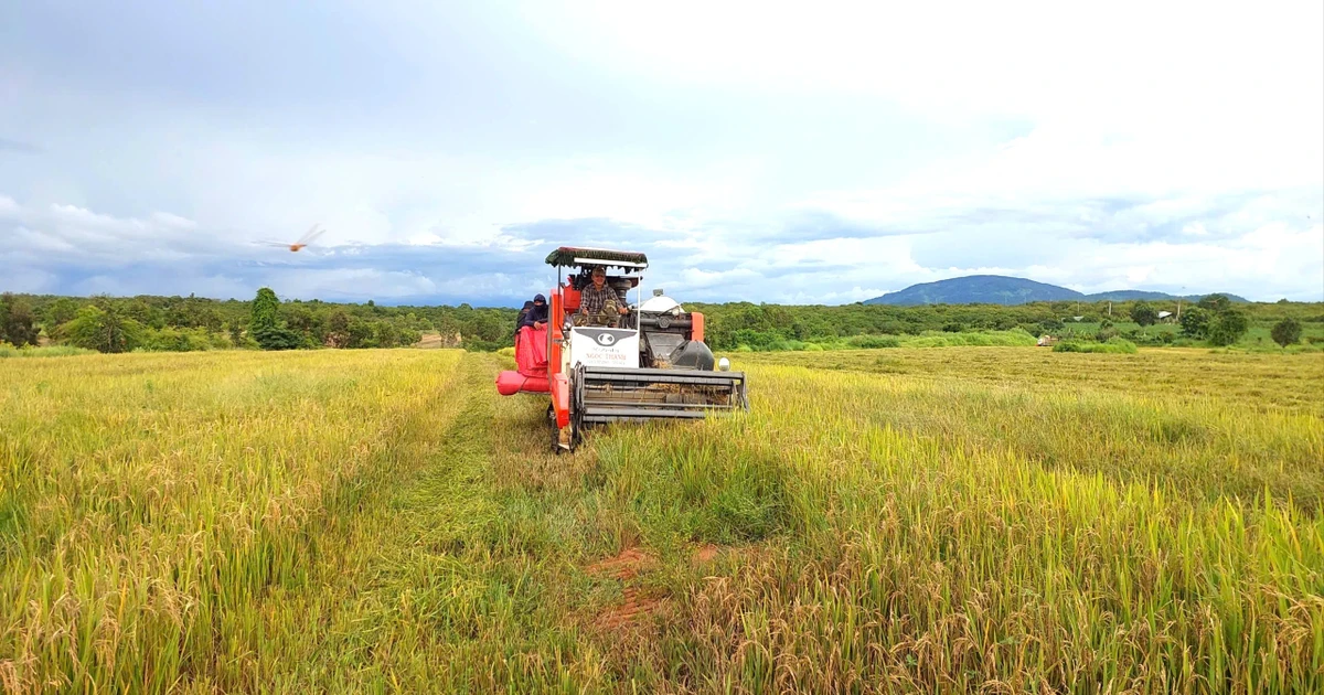 New vitality in the rice granary of Ia Lau buffer zone