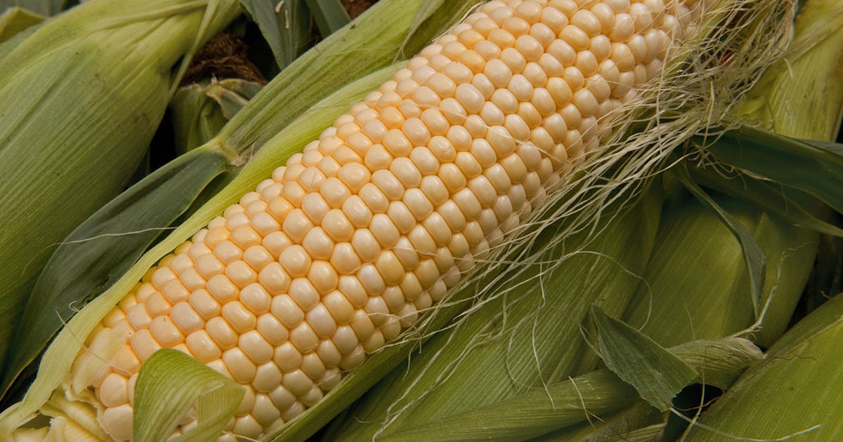 8 Amazing Benefits of Corn You Need to Know