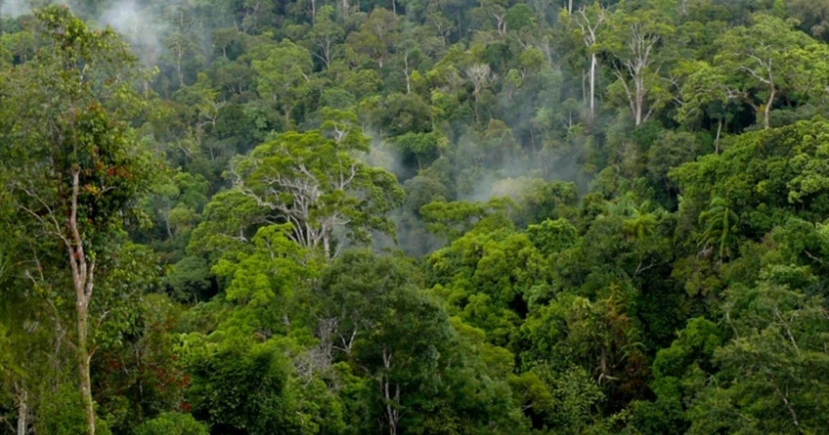 Gia Lai faces a "million-dollar opportunity" from the forest carbon market.