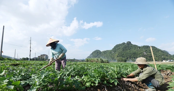 Xã Kim Bôi đẩy mạnh sản xuất vụ đông