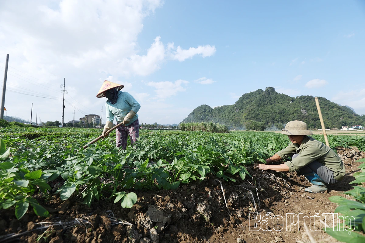 Kim Boi commune is boosting winter crop production.