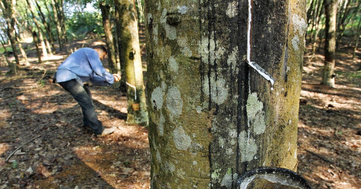 Rubber prices today, January 5th: Global market shows mixed performance ...