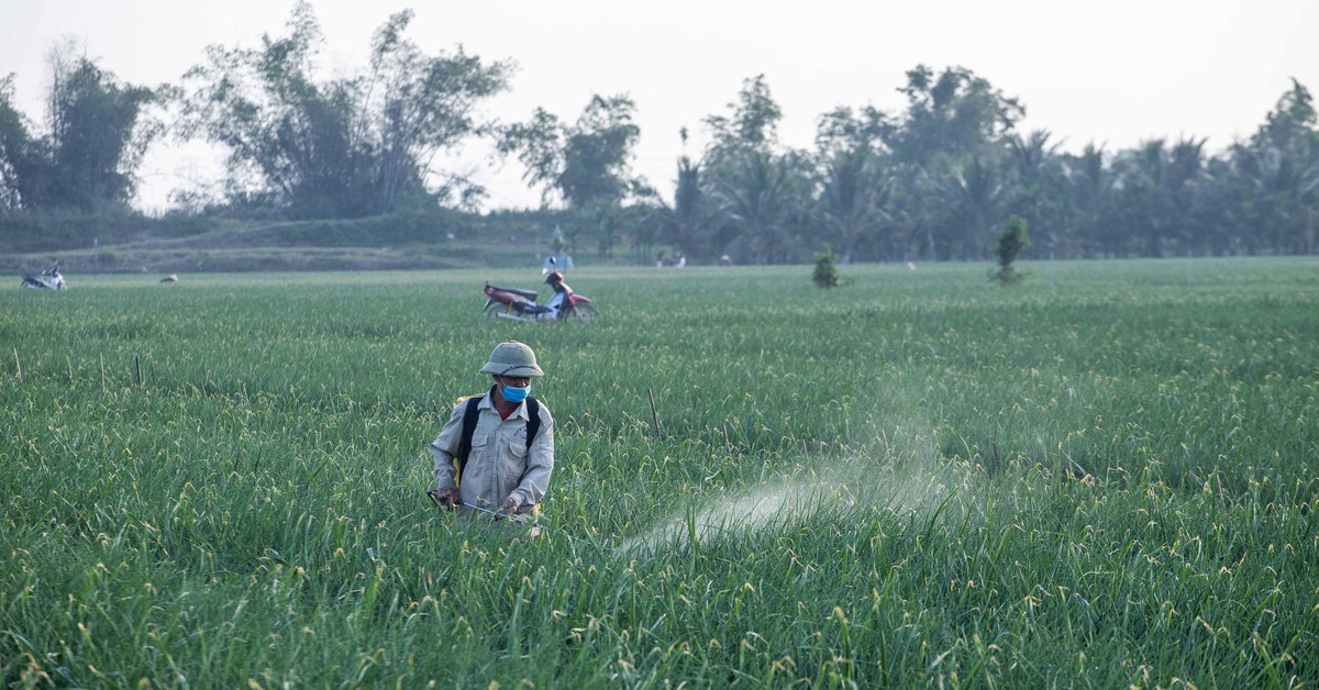 Add some pesticides to control pests on durian, dragon fruit, and pomelo.
