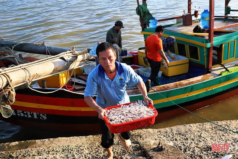 Sprzedaż owoców morza kwitnie, co dodatkowo motywuje rybaków z Ha Tinh ...