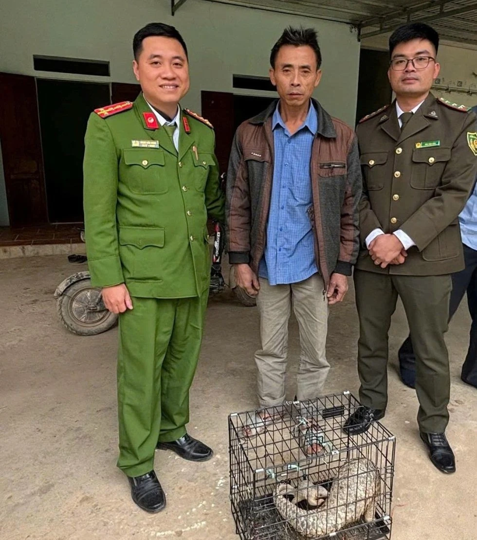 While gardening, residents discovered two stray pangolins.