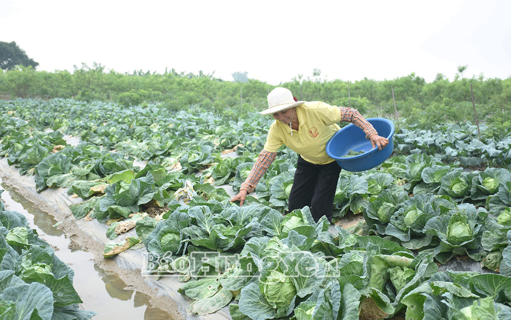 Tan Tien Commune: 1,533 elderly members meet the criteria of "Elderly ...