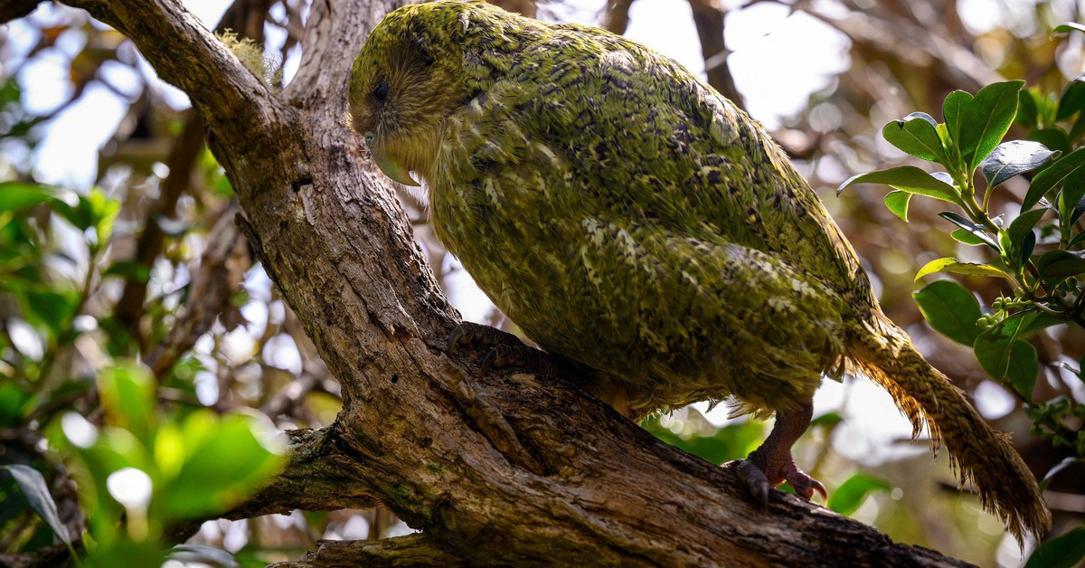ນົກແກ້ວ kakapo ທີ່ຫາຍາກຂອງນິວຊີແລນ ...