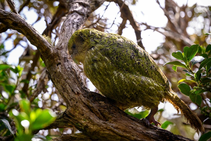 New Zealand's rare kakapo parrots, considered among the rarest in the ...