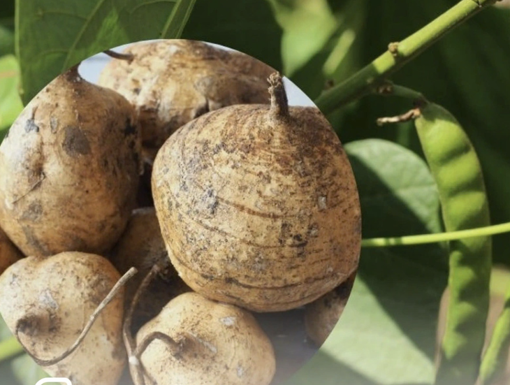 Eine sechsköpfige Familie wurde nach dem Verzehr von Jicama-Samen mit ...