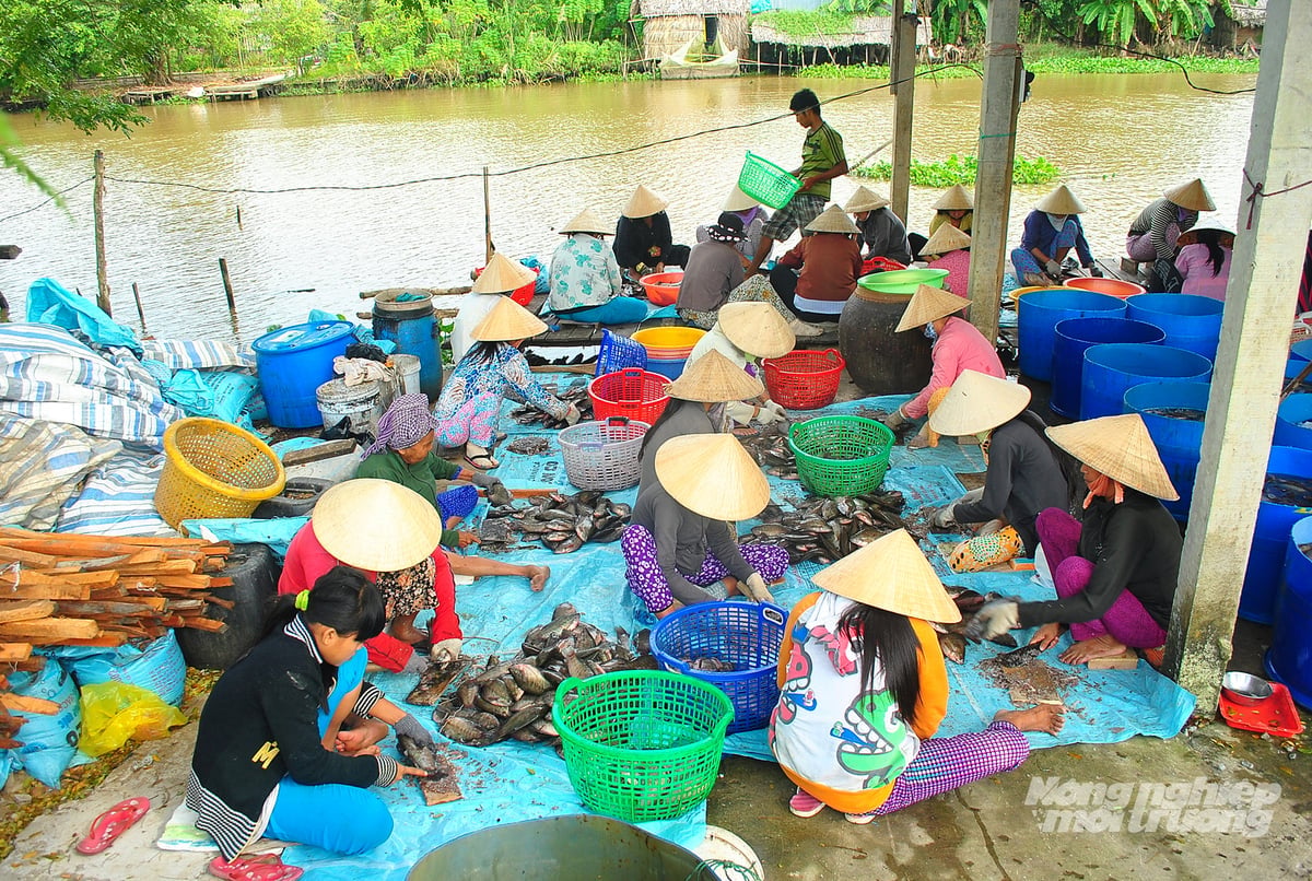 The dried fish village in the Mekong Delta is in its peak season.