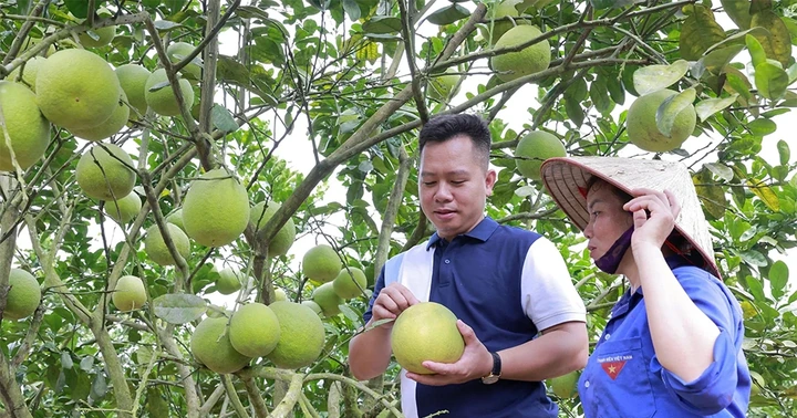 Agriculture à Phu Tho : Surmonter les catastrophes naturelles et ...