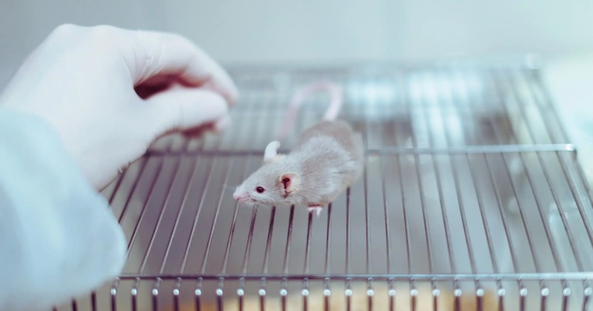 Experiments on mice reveal a step forward for humanity in space ...