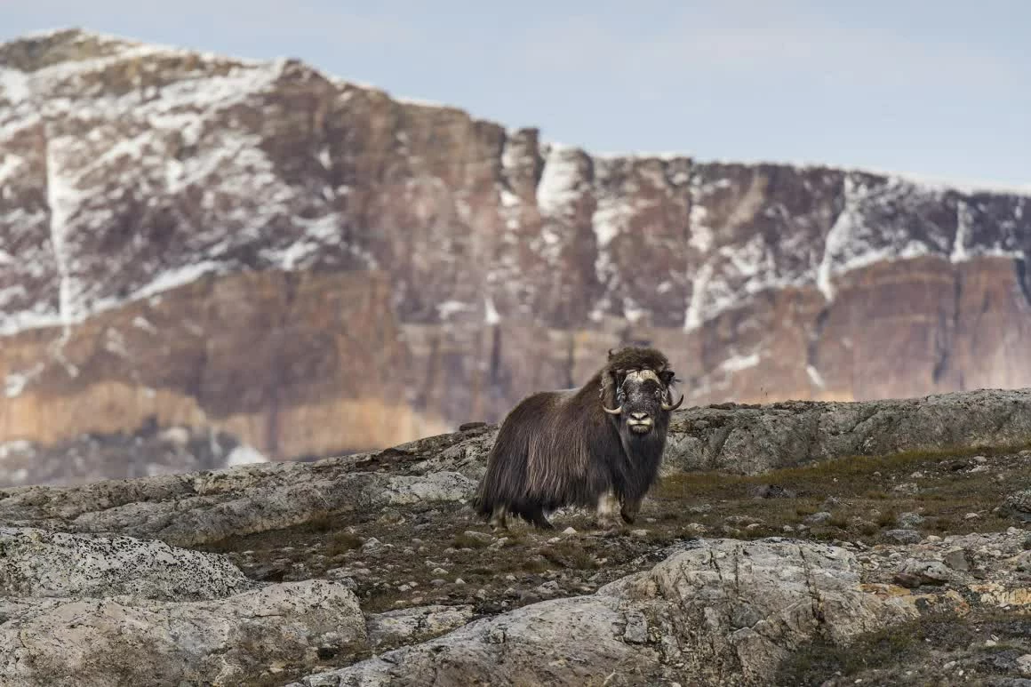 Greenland - The most pristine and unique tourist destination on Earth.