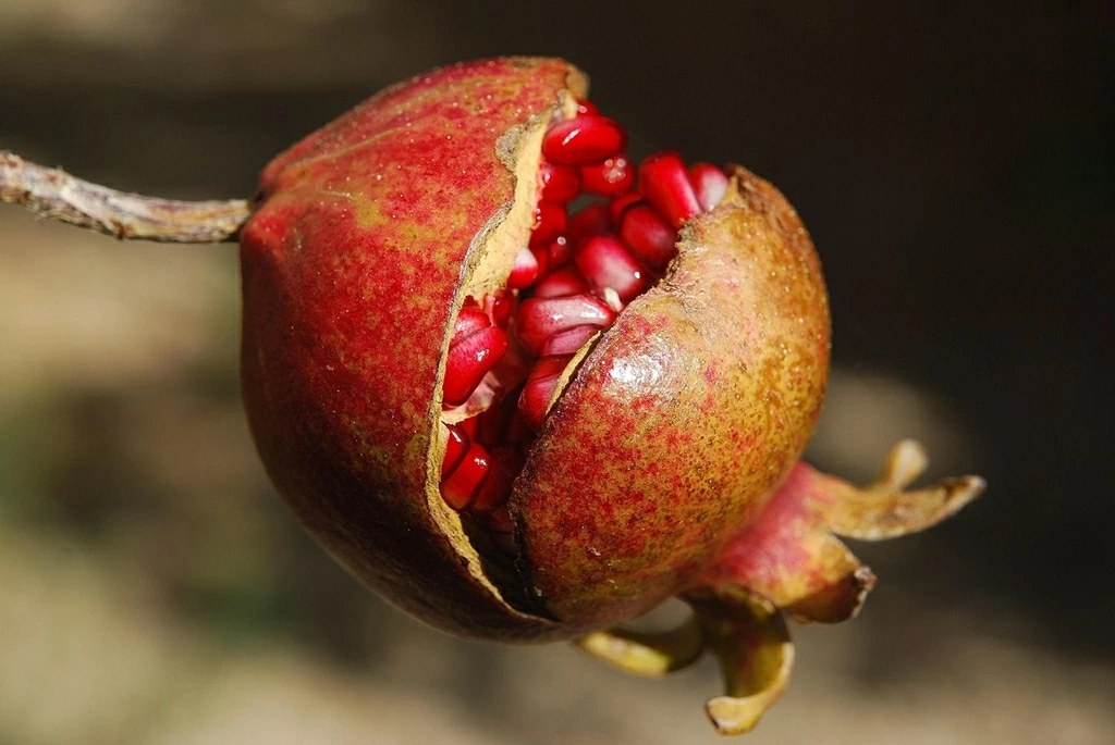 Adding vitamin-rich fruits to your diet may slow down the process of ...