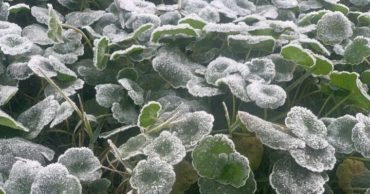 Weather forecast for January 12th: Northern Vietnam will experience ...
