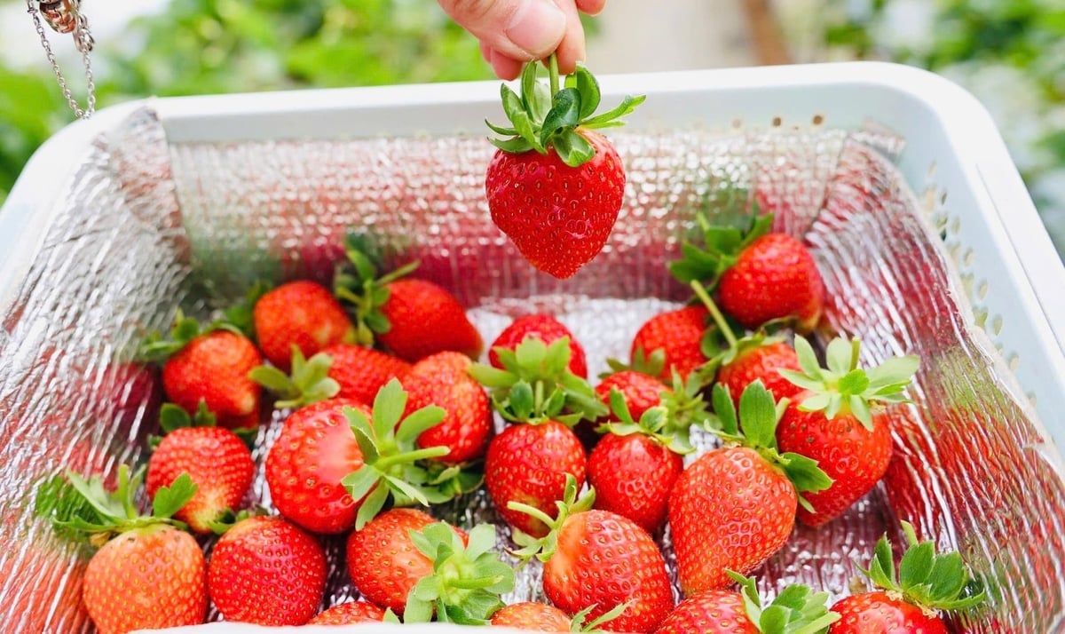 High-tech strawberry farming opens up opportunities for agricultural ...