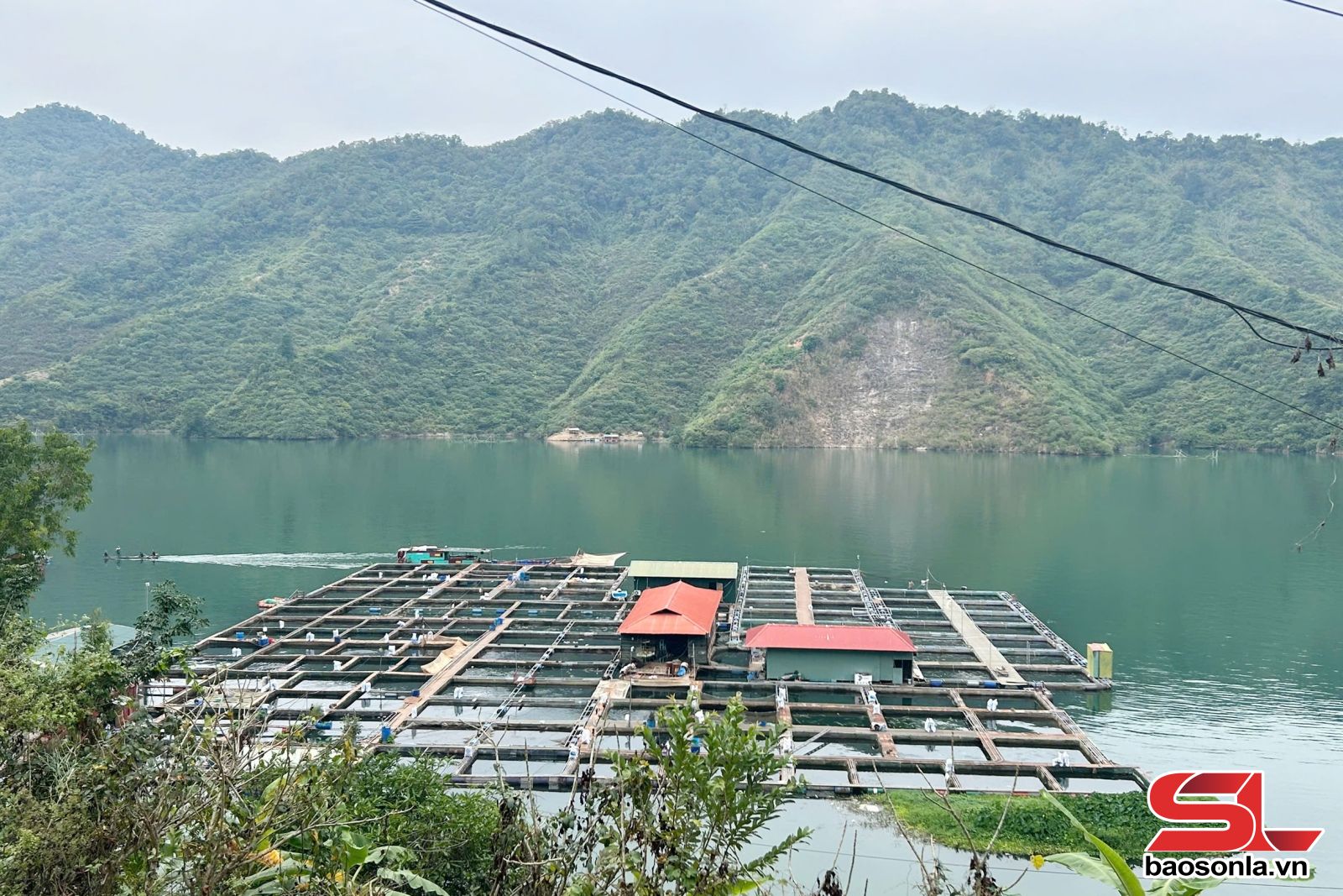 Il fait fortune grâce à l'élevage de poissons en cage sur le lac.