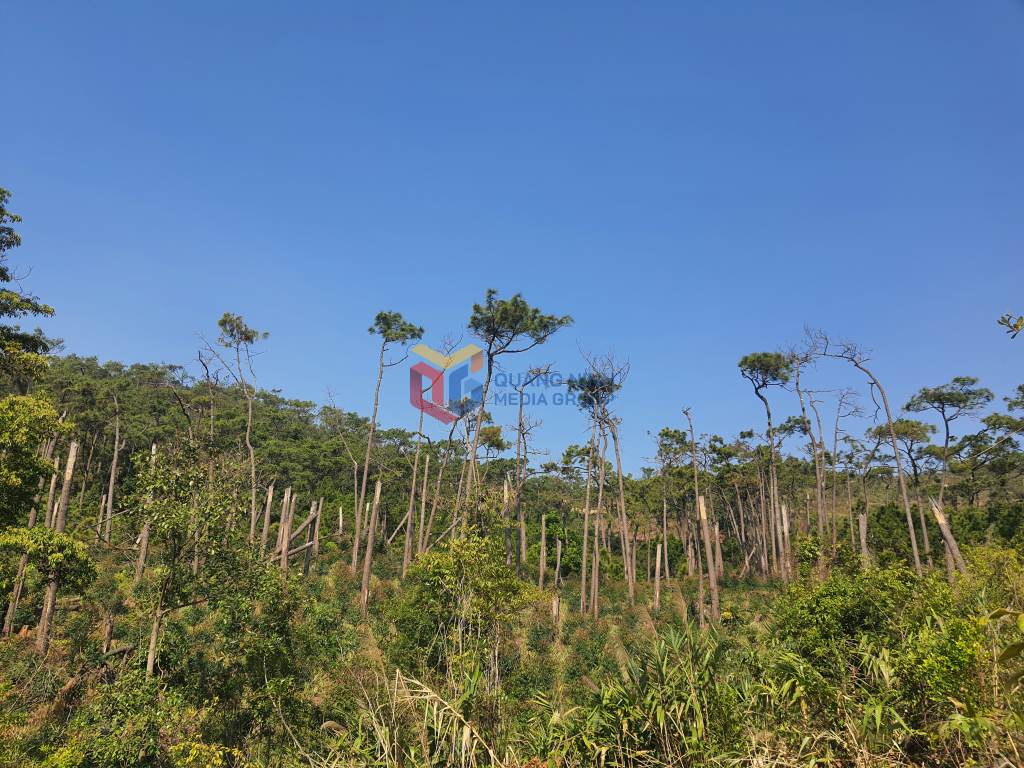 Inspect the site in several areas of pine forest where logging activities had previously taken ...