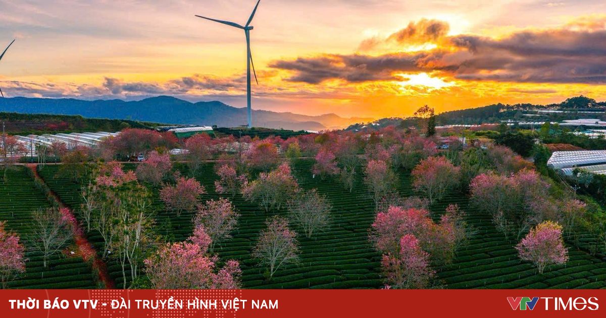 Lam Dong: Joining hands to plant cherry blossom trees in the century ...