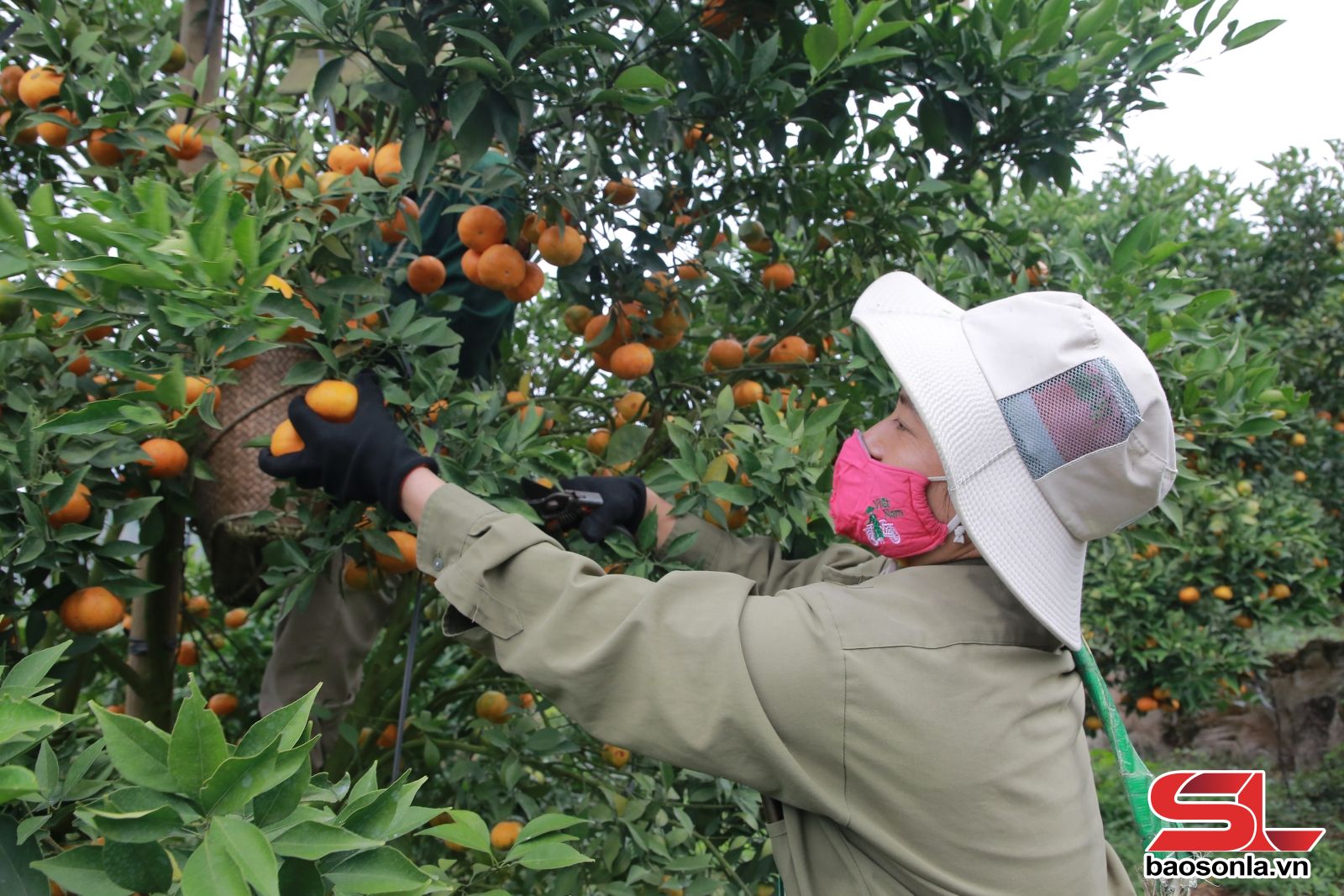 Altos ingresos por el cultivo de naranjas