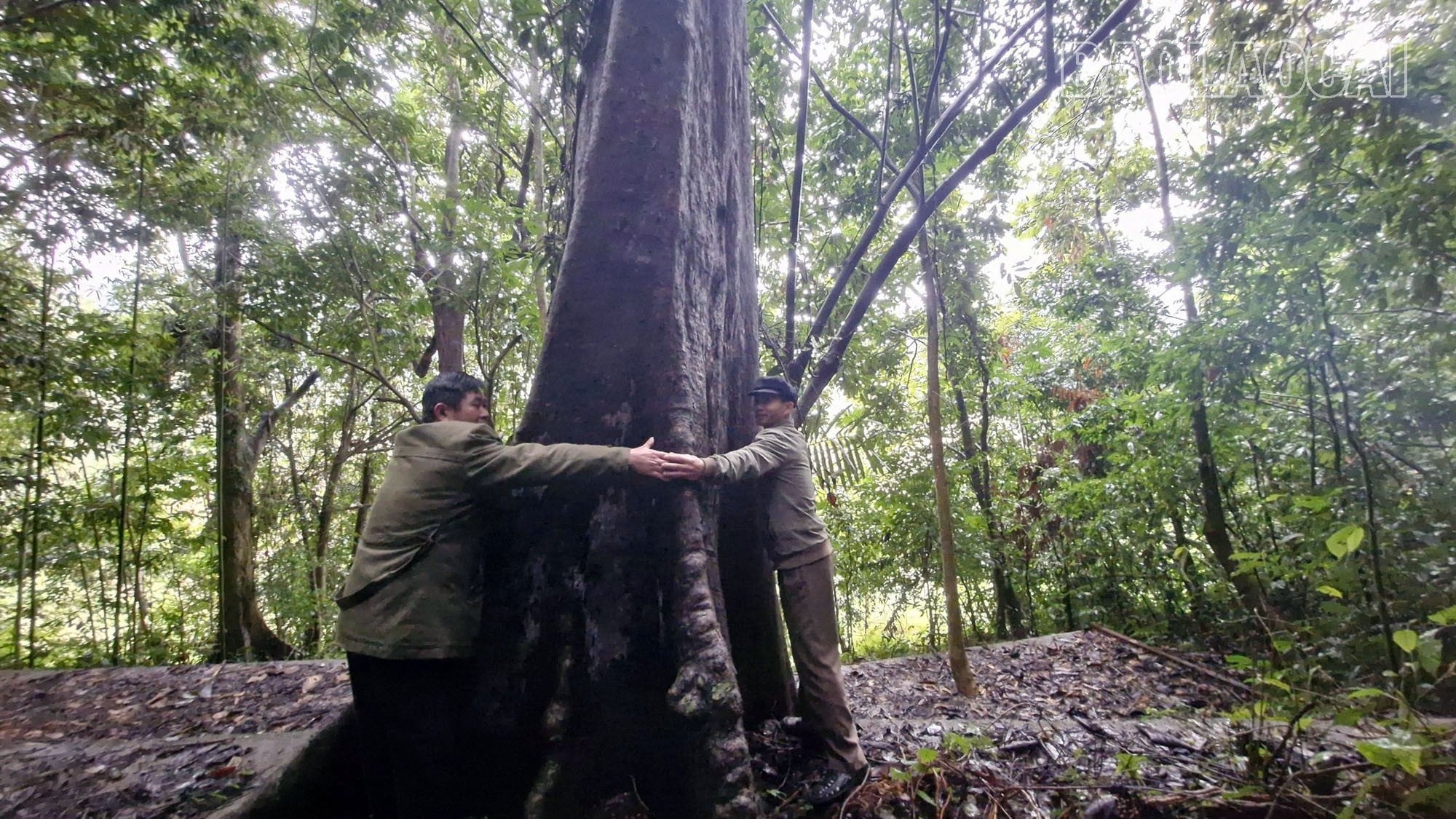 Discover the beauty of Na Day Forbidden Forest.