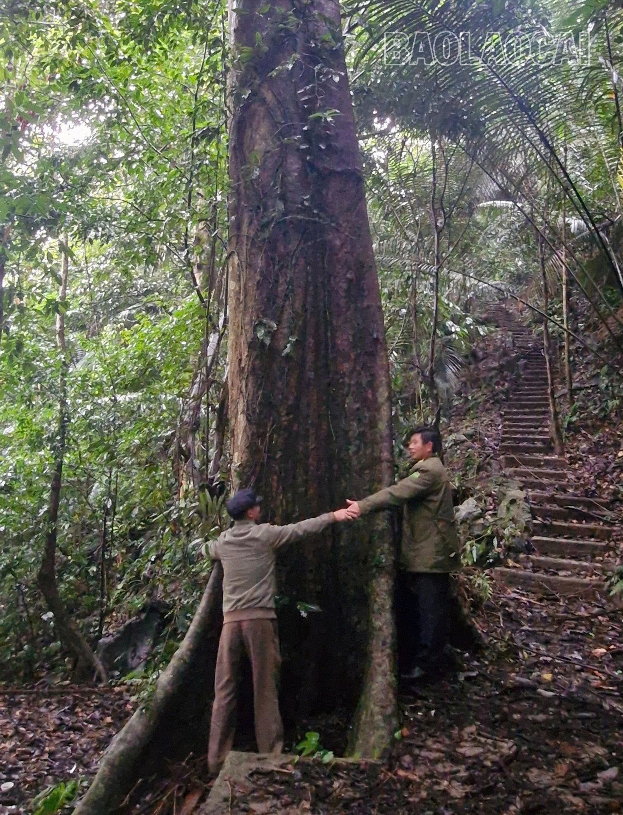 Discover the beauty of Na Day Forbidden Forest.