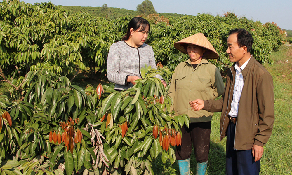 Phuc Hoa: Close supervision to ensure a sweet lychee harvest.