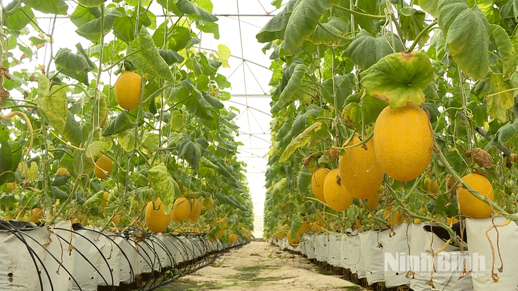 À Ninh Binh, les agriculteurs rivalisent de production pour célébrer le ...