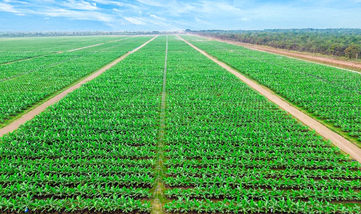 Billionaire Tran Ba Duong realizes the concept of 'agricultural worker'.