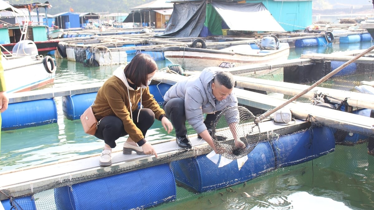 Dam Ha district authorities are investigating the unusual mass fish deaths.