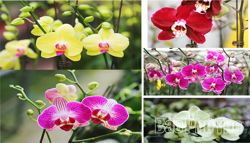 Phalaenopsis orchid garden in season for Tet (Vietnamese Lunar New Year).