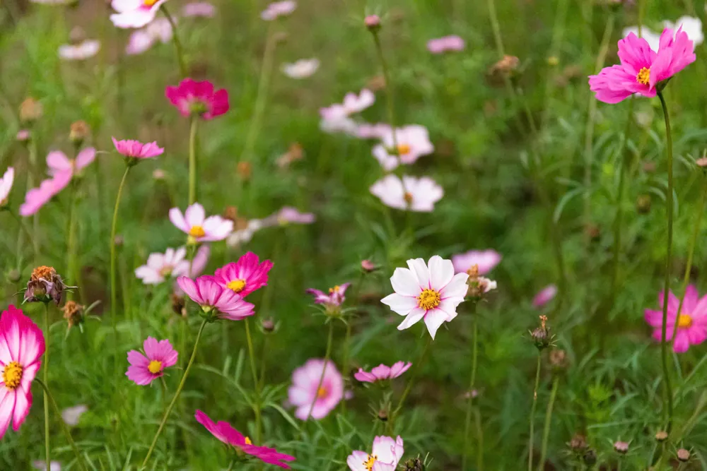 Amazed by the vibrant flower garden beside the over 100-year-old bridge ...