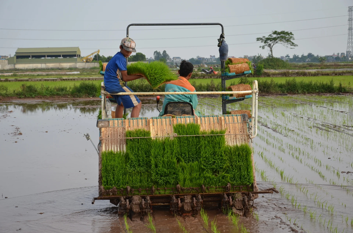 For the spring crop of 2026, Hanoi aims to plant nearly 90,000 hectares ...