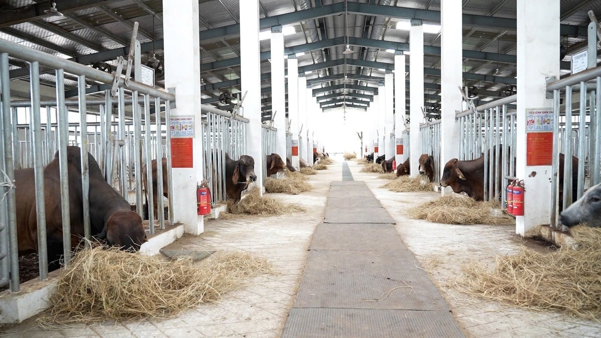 5 étapes pour obtenir un certificat de quarantaine pour les animaux ...