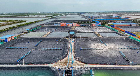 Foundation for building a high-tech shrimp "capital".