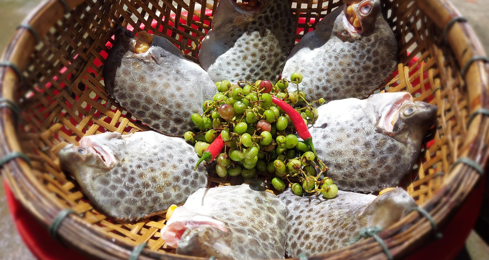 O "presente da natureza" do Delta do Mekong tem carne doce e macia, e ...