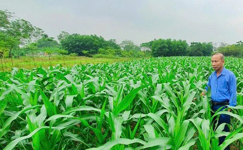 QT55 hybrid corn - the "sweet fruit" of applying science and technology.