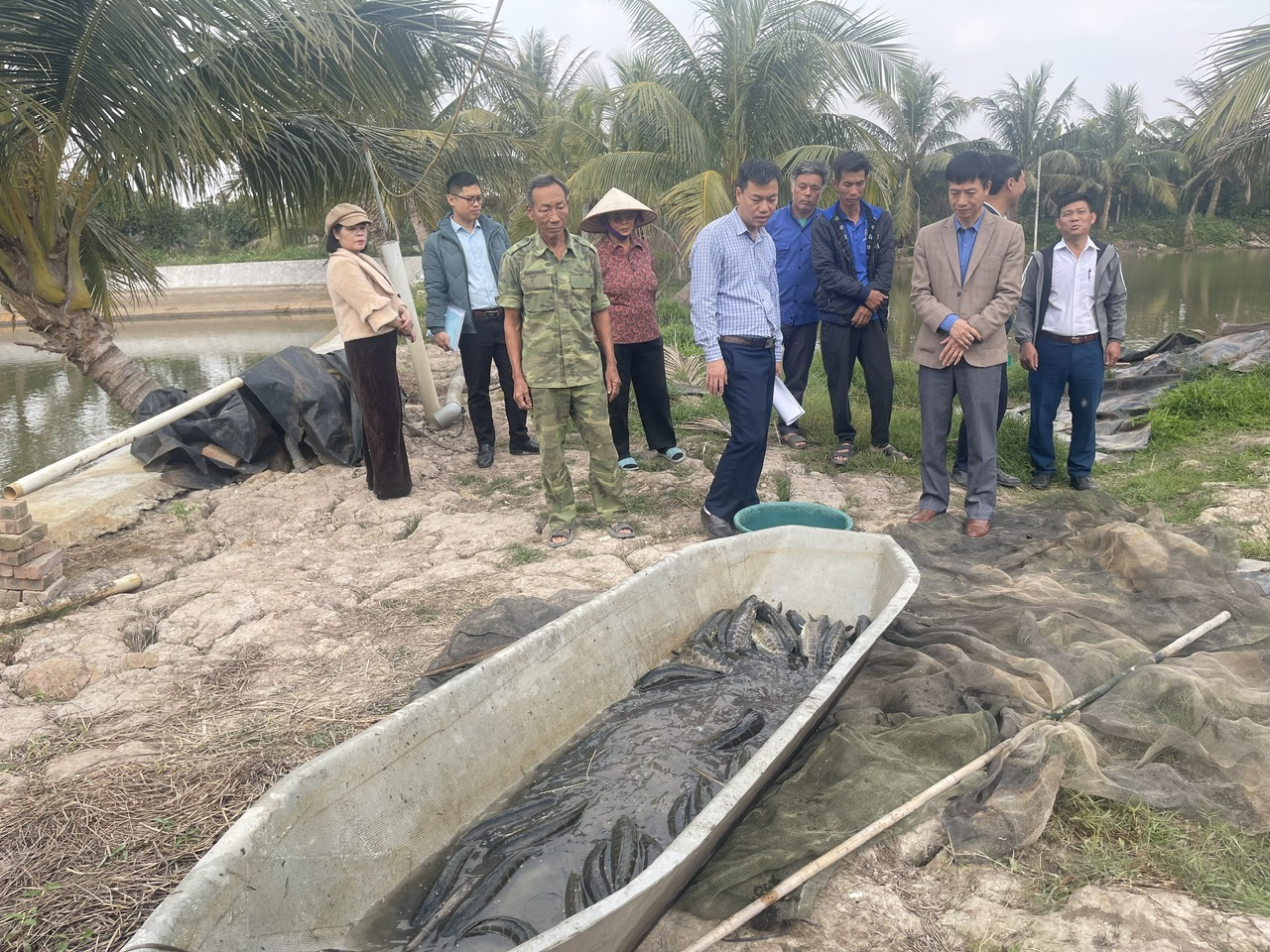 Hai Phong: Evaluating the effectiveness of the commercial farming model ...