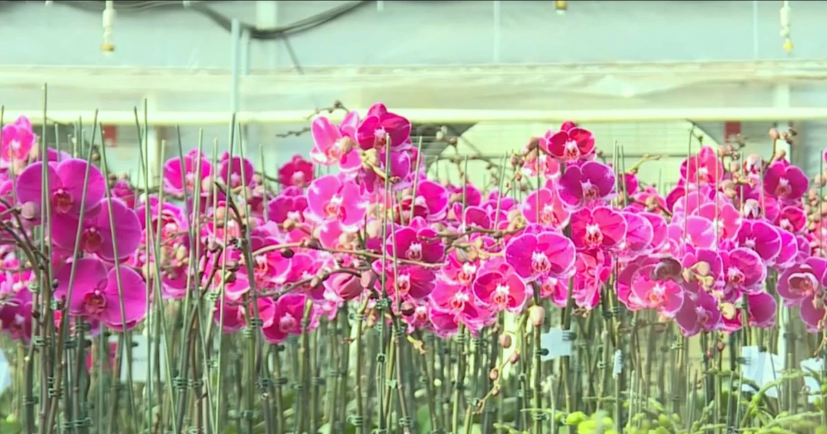 Orchideen blühen prächtig, um das Mondneujahr willkommen zu heißen.