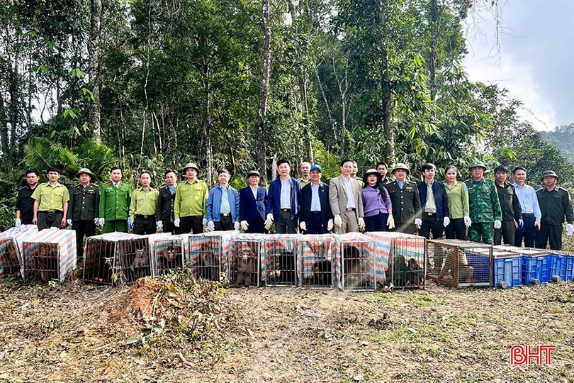 23 rare monkeys were released back into the natural forest of Vu Quang ...